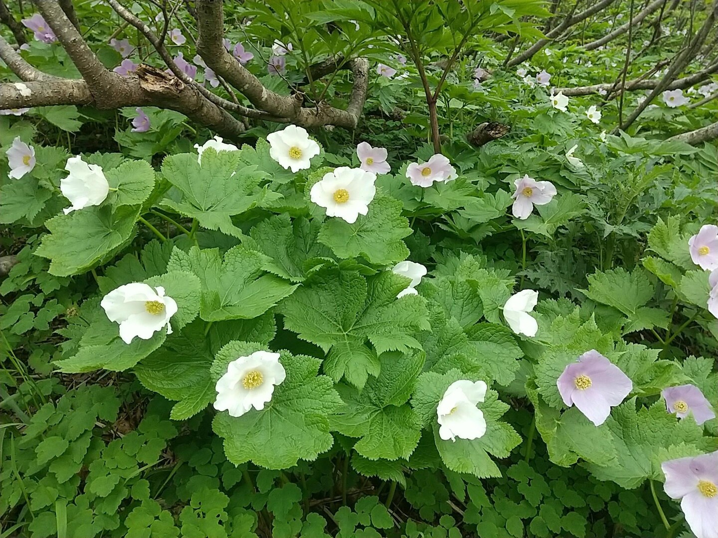 岩手遠征2日目。岩手山 / みぃ🍀さんの岩手山・八幡平・安比高原 50km トレイルの活動データ | YAMAP / ヤマップ