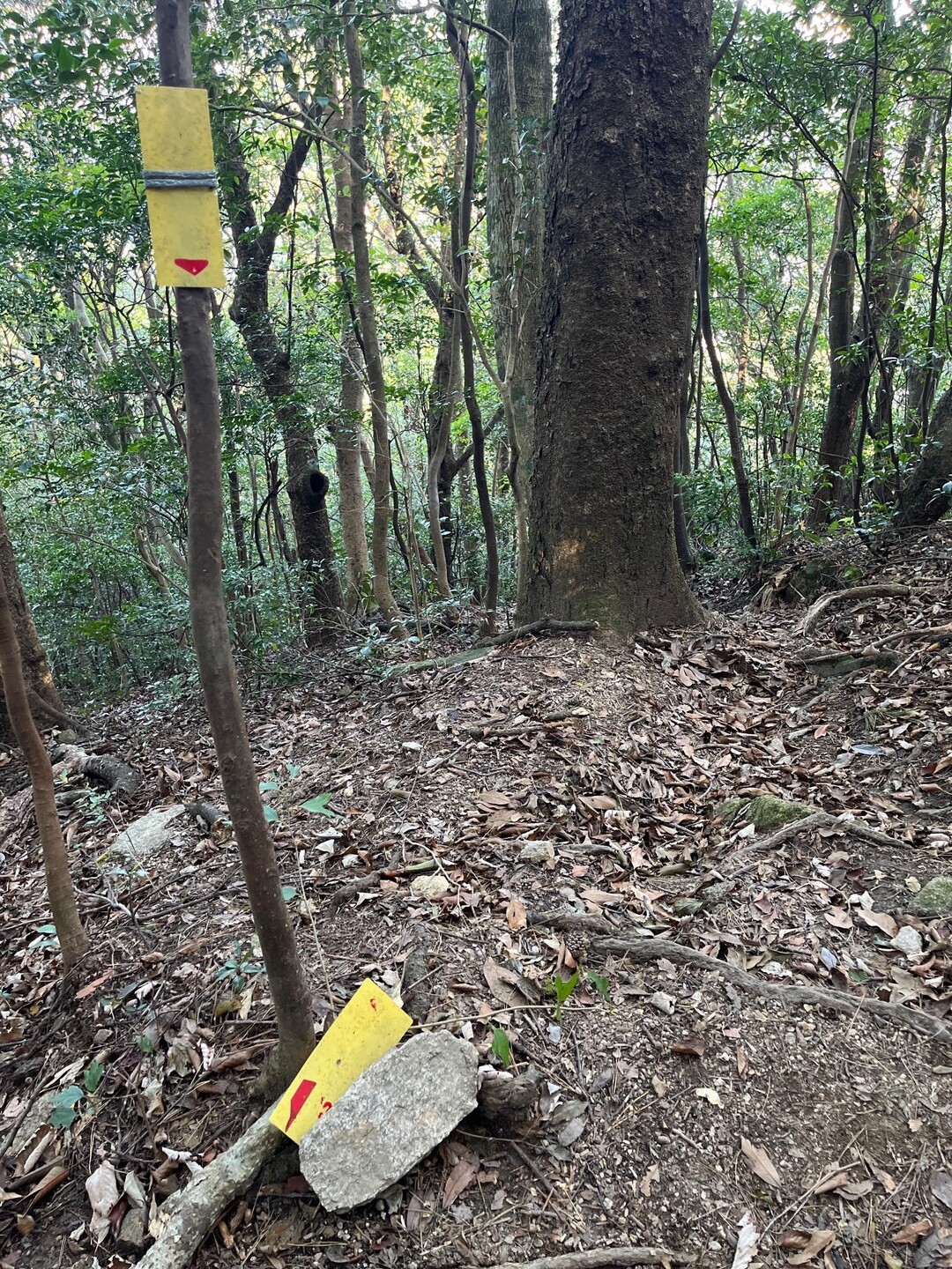 nekodakeさんの投稿したフィールドメモ | YAMAP / ヤマップ