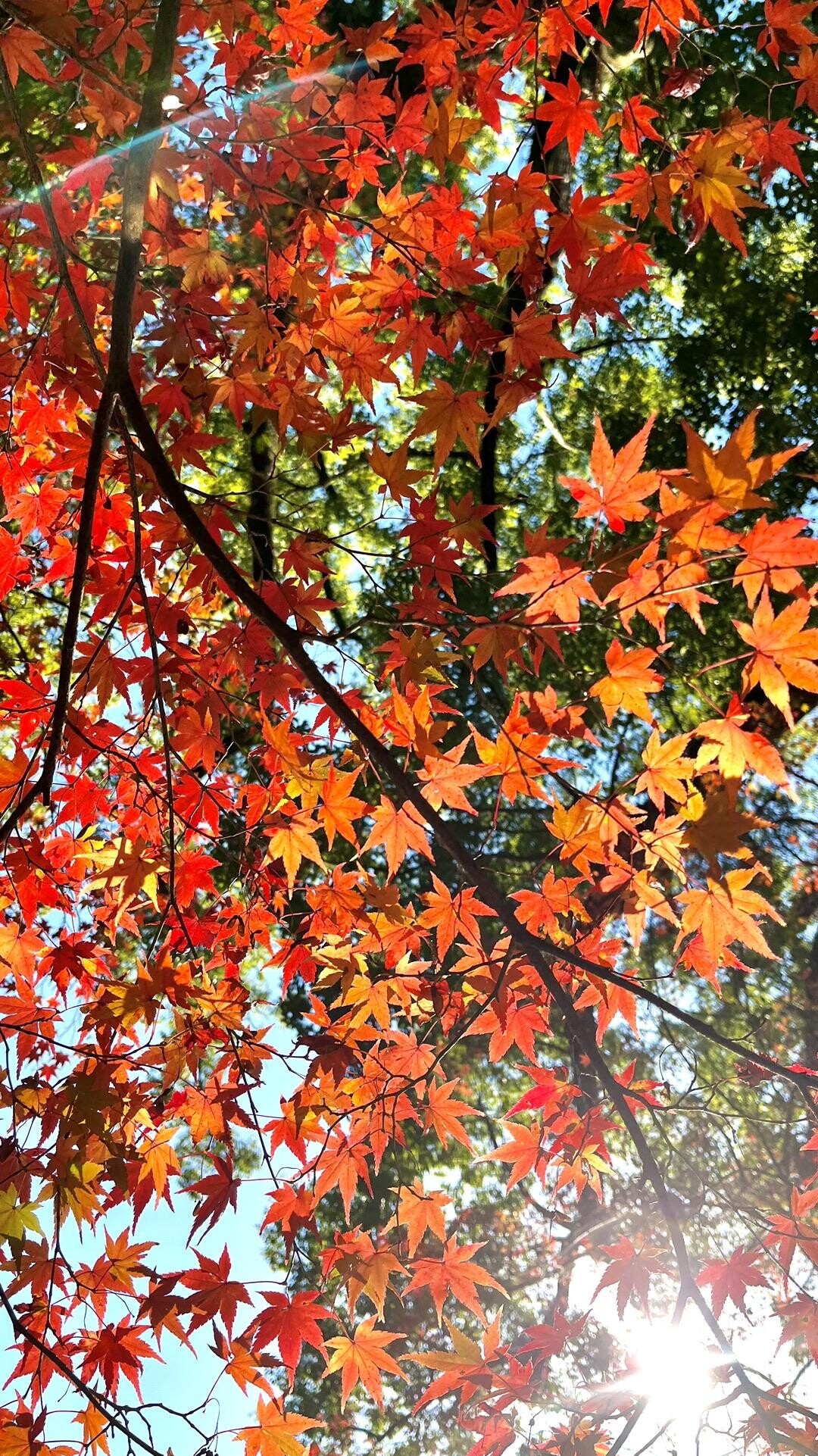 下山後散歩 in 竈門神社 11/21 / sa-chanさんの宝満山・三郡山・若杉山の活動データ | YAMAP / ヤマップ