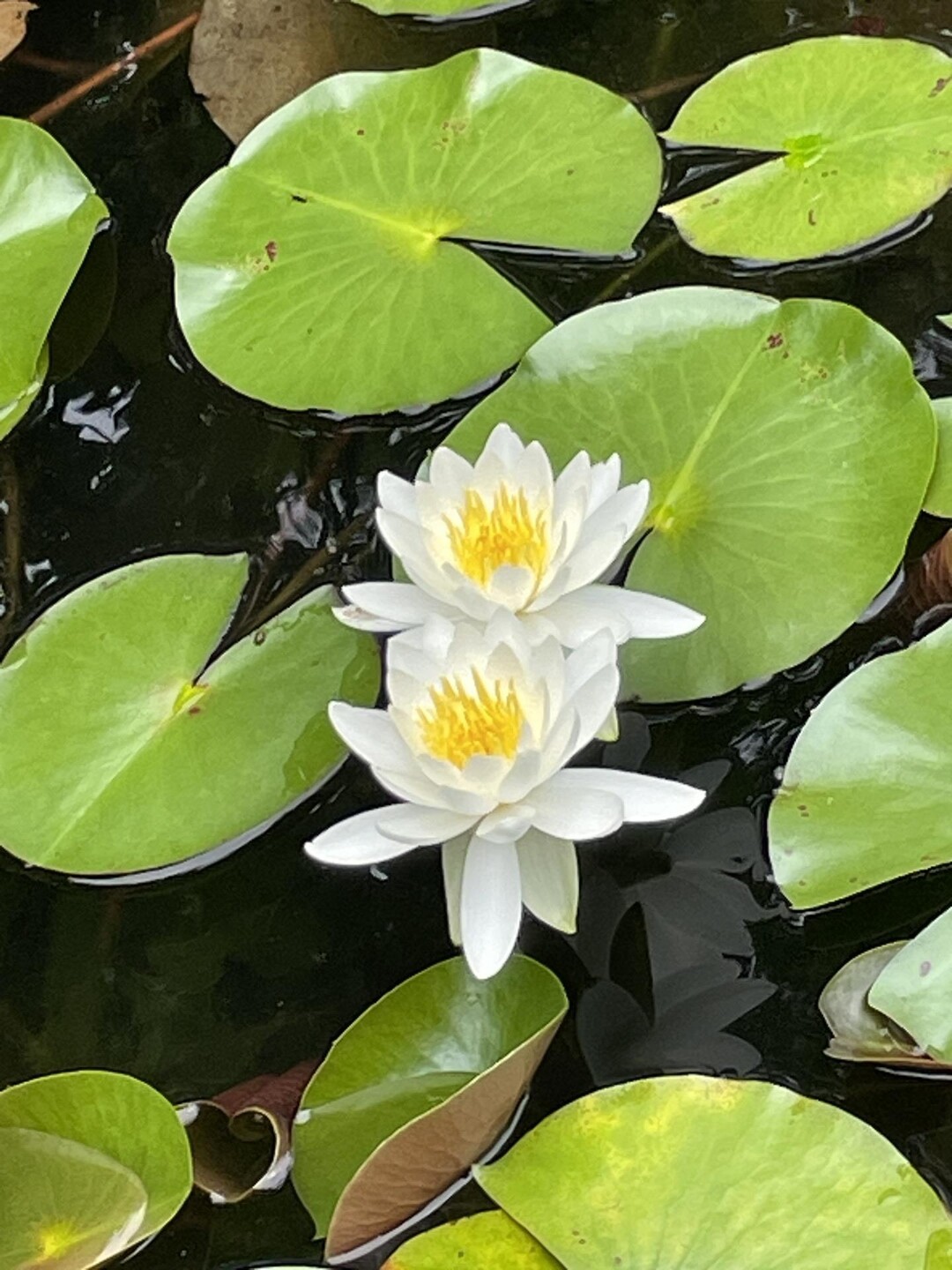 「極楽寺山」 / gun グンさんの極楽寺山の活動データ | YAMAP / ヤマップ