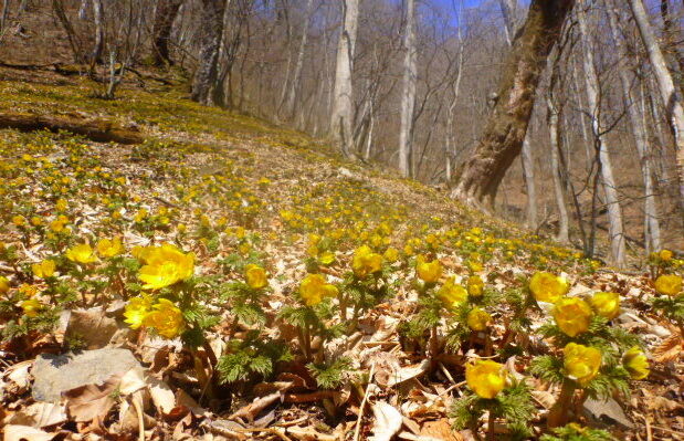 （過去ログシリーズ No1） そろそろ福... / hanagonさんのモーメント | YAMAP / ヤマップ
