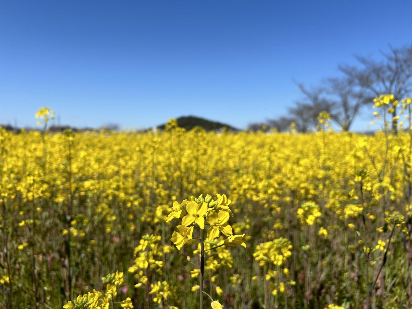 大和三山 ぐるっと1周 / Yukakoさんの大和三山（天香久山・畝傍山・耳成山）の活動日記 | YAMAP / ヤマップ