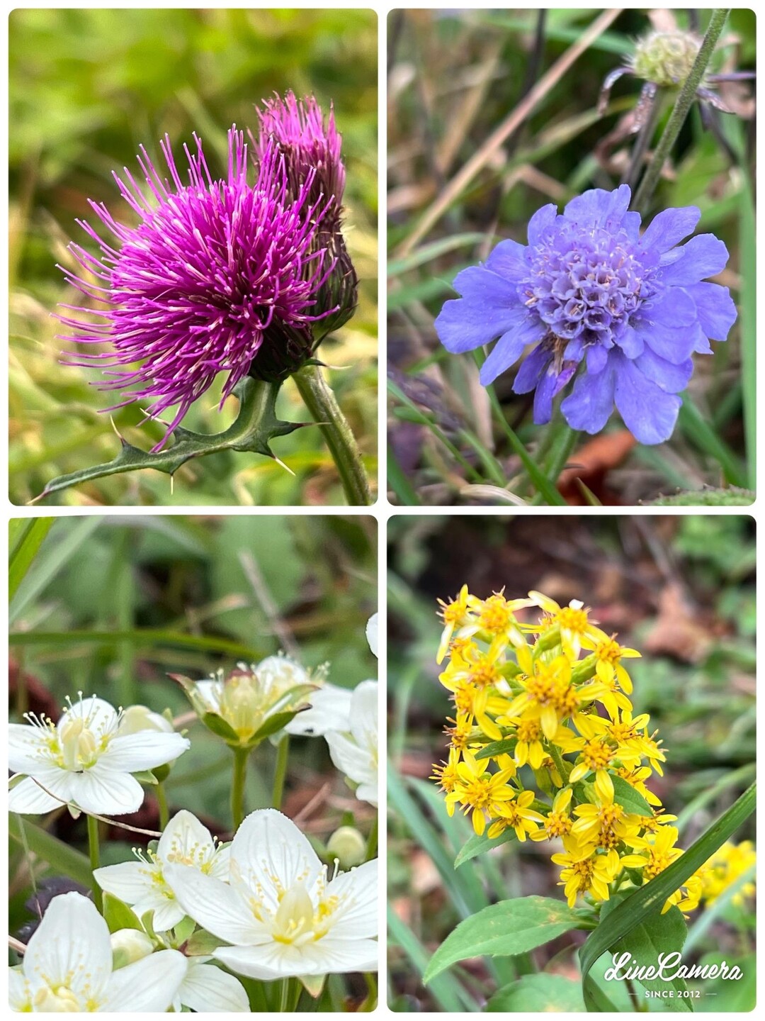 オススメの吾妻山へlet's go😆💕 / しなさんの比婆山・立烏帽子山・吾妻山の活動日記 | YAMAP / ヤマップ