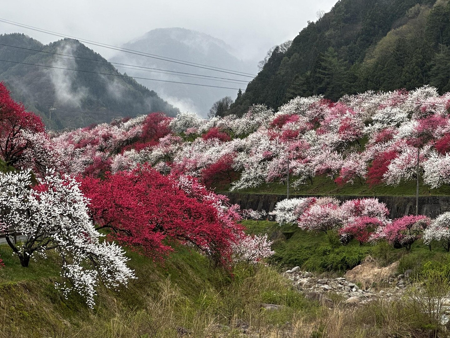梨子野山・高鳥屋山 & 花桃の里 / kaomi-ruさんの高鳥屋山・梨子野山・笠松山の活動データ | YAMAP / ヤマップ