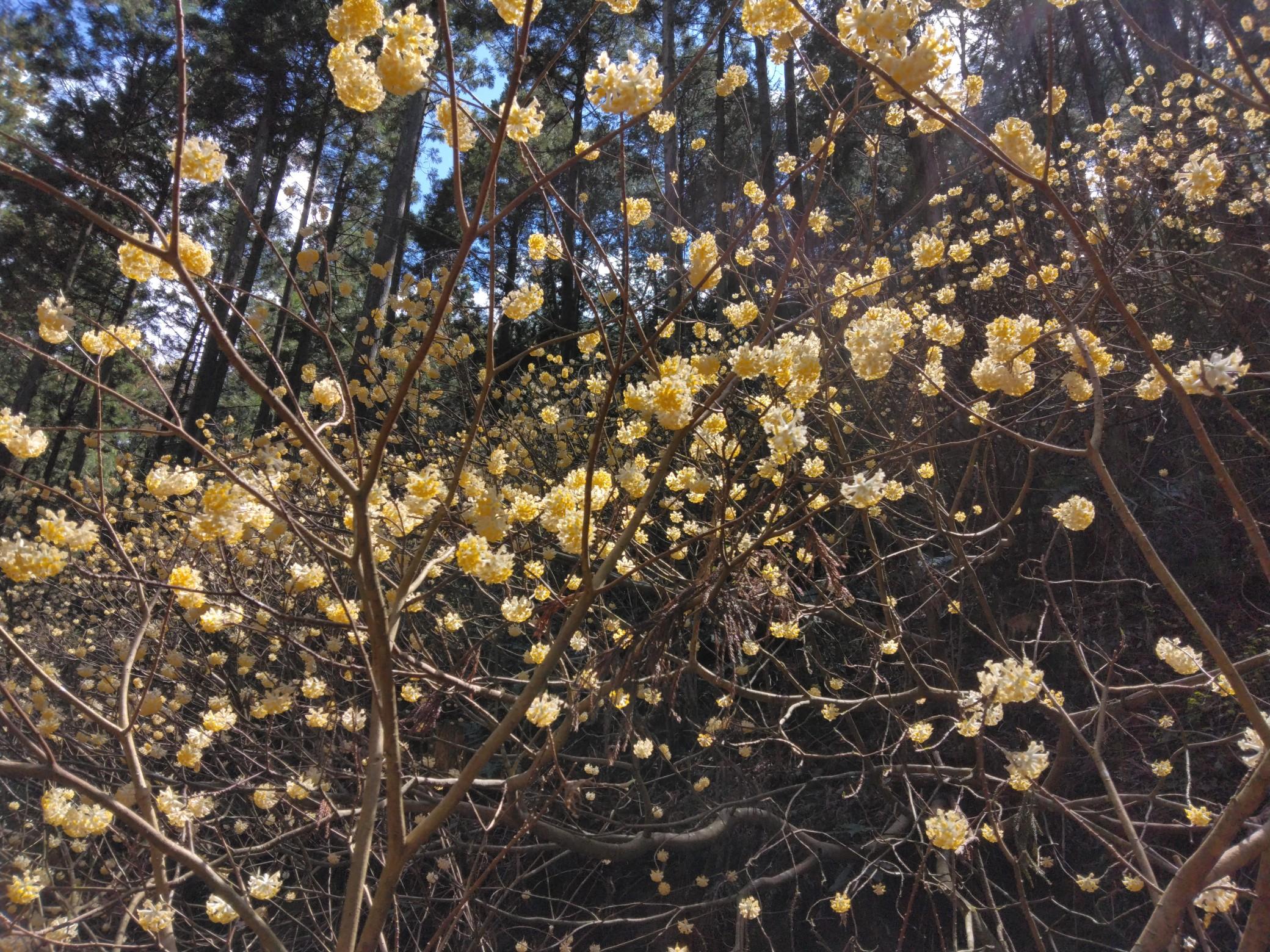 焼森山ハイキング-2025-04-04 / tom-maniさんのウォーキングの活動データ | YAMAP / ヤマップ