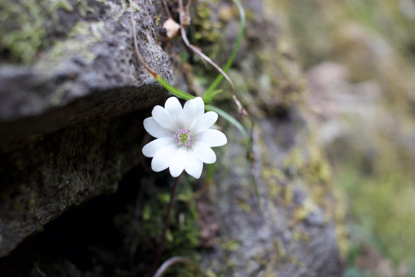青葉山（西峰）・青葉山（東峰） / mk_013さんの青葉山の活動日記 | YAMAP / ヤマップ