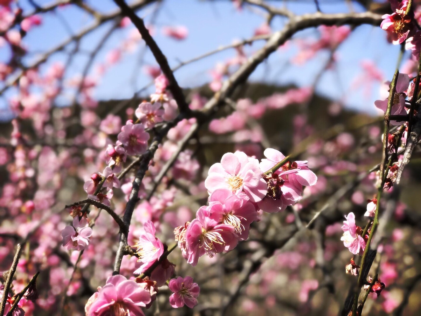 山ラン・越生ライン / GanjaEXさんの宝登山・長瀞アルプス・不動山・陣見山・鐘撞堂山の活動データ | YAMAP / ヤマップ
