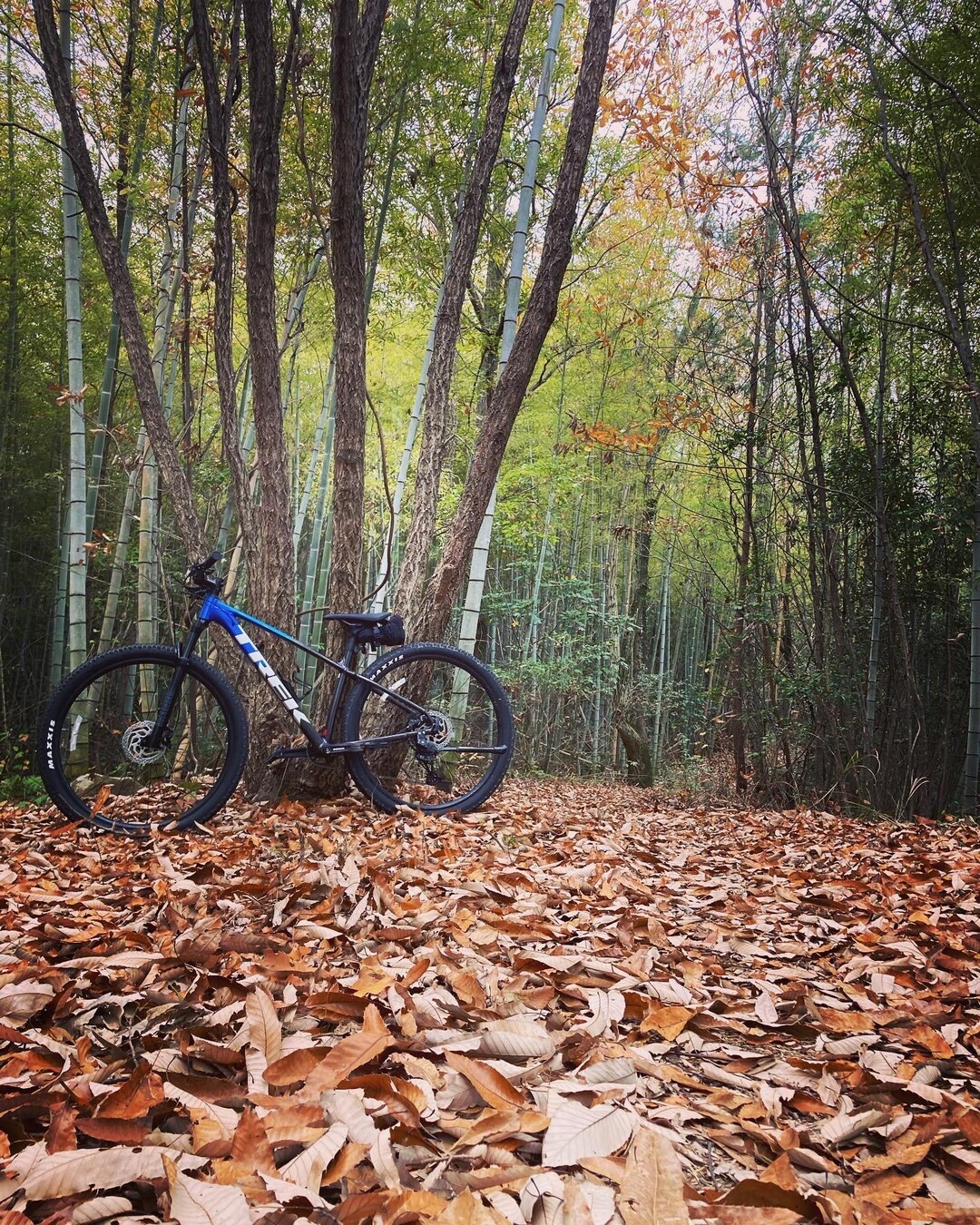 近所の山へ / pipi さんのモーメント | YAMAP / ヤマップ