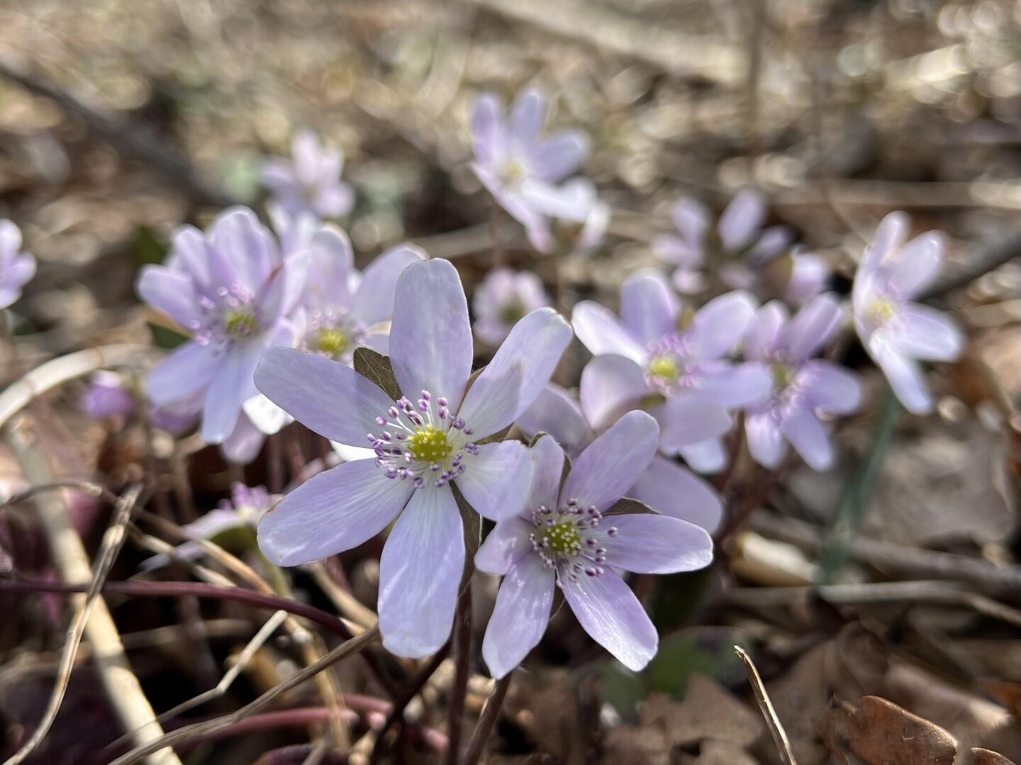 今年も一緒に角田山☺️桜尾根から灯台コース🌸 / yukaさんの角田山の活動データ | YAMAP / ヤマップ