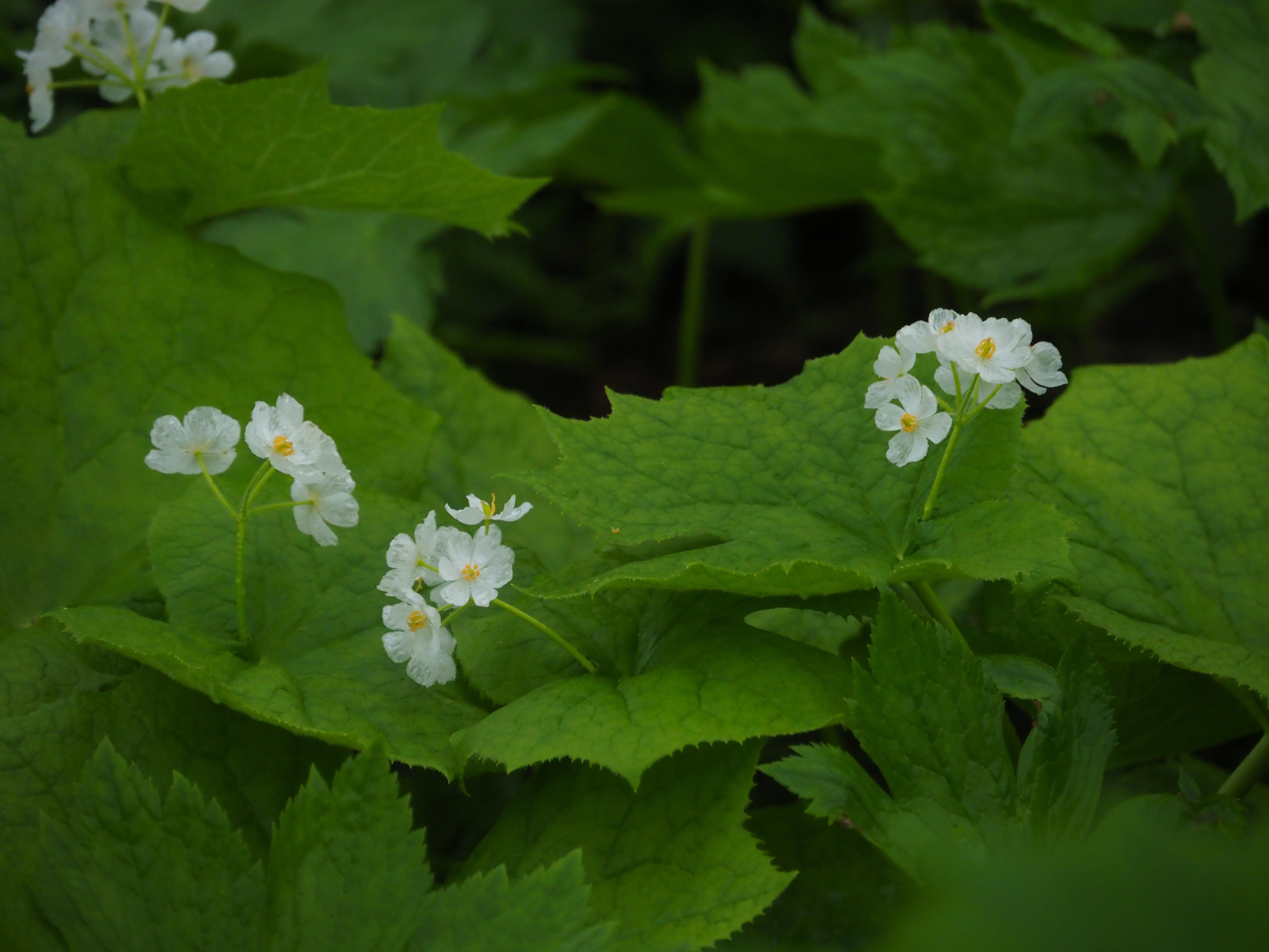 秋田駒ヶ岳 / t-phanさんの秋田駒ヶ岳・男女岳・貝吹岳の活動データ | YAMAP / ヤマップ