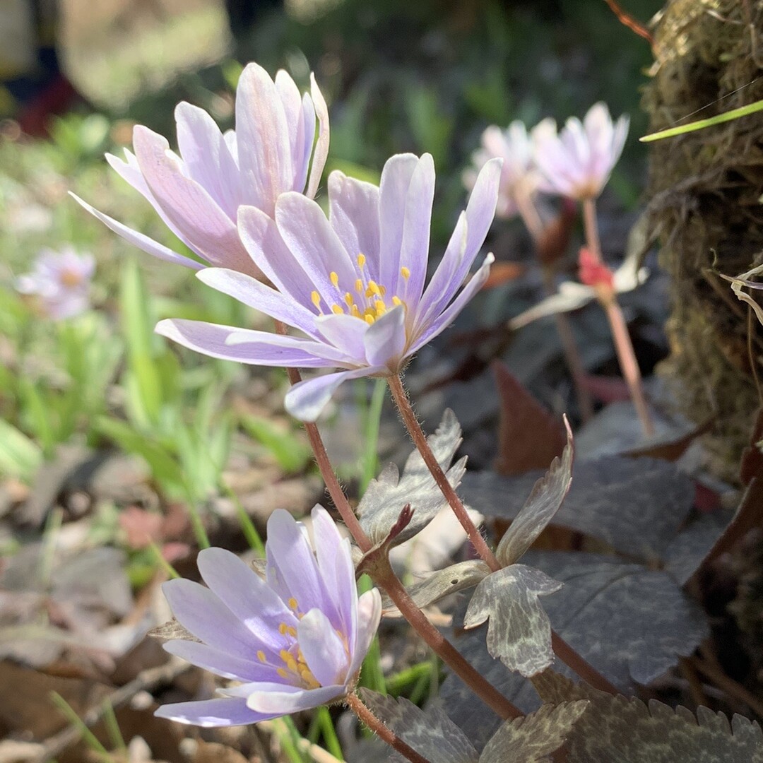久しぶりのくじゅう花散策🌸🌱 / とっこさんの九重山（久住山）・大船山・星生山の活動データ | YAMAP / ヤマップ