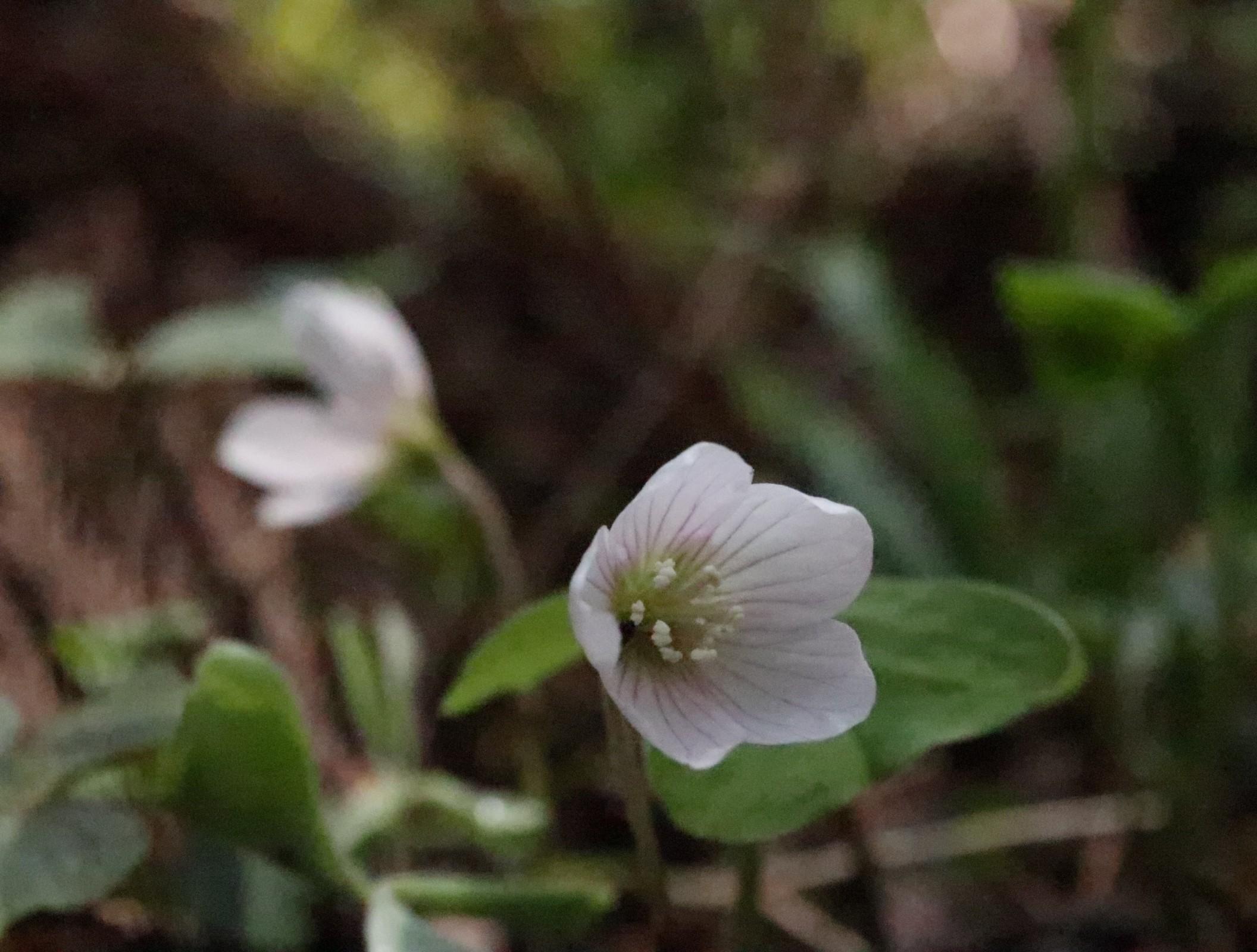 鞍掛山山歩 25-13 wt，6.7kg / toshiさんの鞍掛山・後山・三童子山の活動データ | YAMAP / ヤマップ