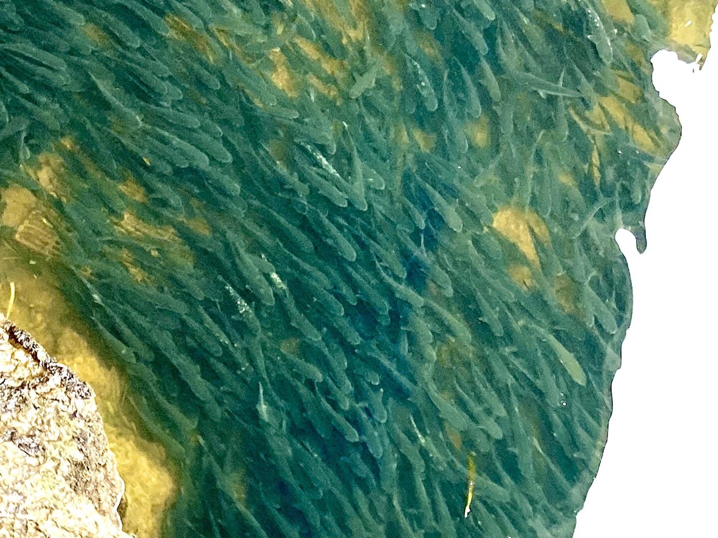 こんにちは。 東海圏では、TVでも話題に... / mari.komakusaさんのモーメント | YAMAP / ヤマップ