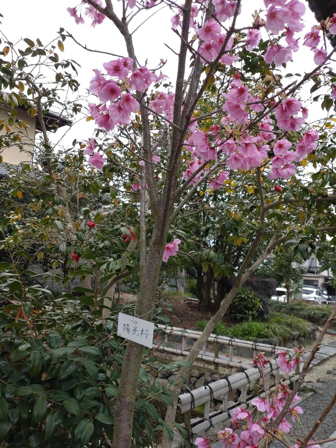 四国遍路49番浄土寺 / potiさんの四国遍路その15の活動データ | YAMAP / ヤマップ