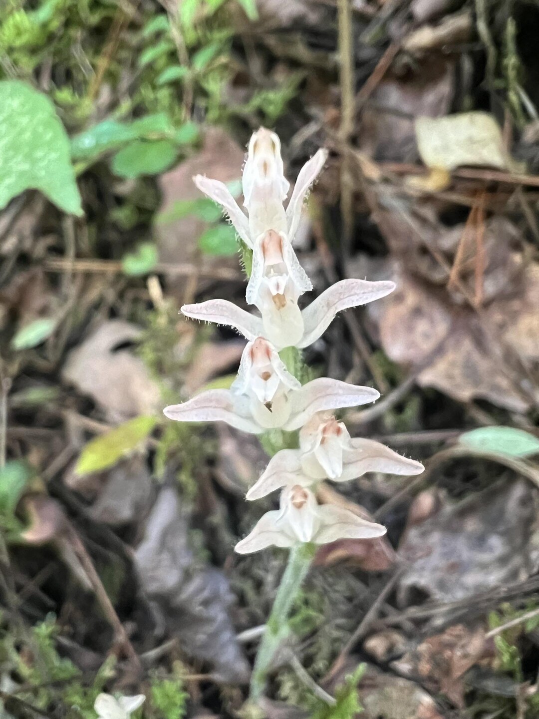 8/29.静岡県西部で花探し🎵 ミヤマ... / iヒロコさんのモーメント | YAMAP / ヤマップ