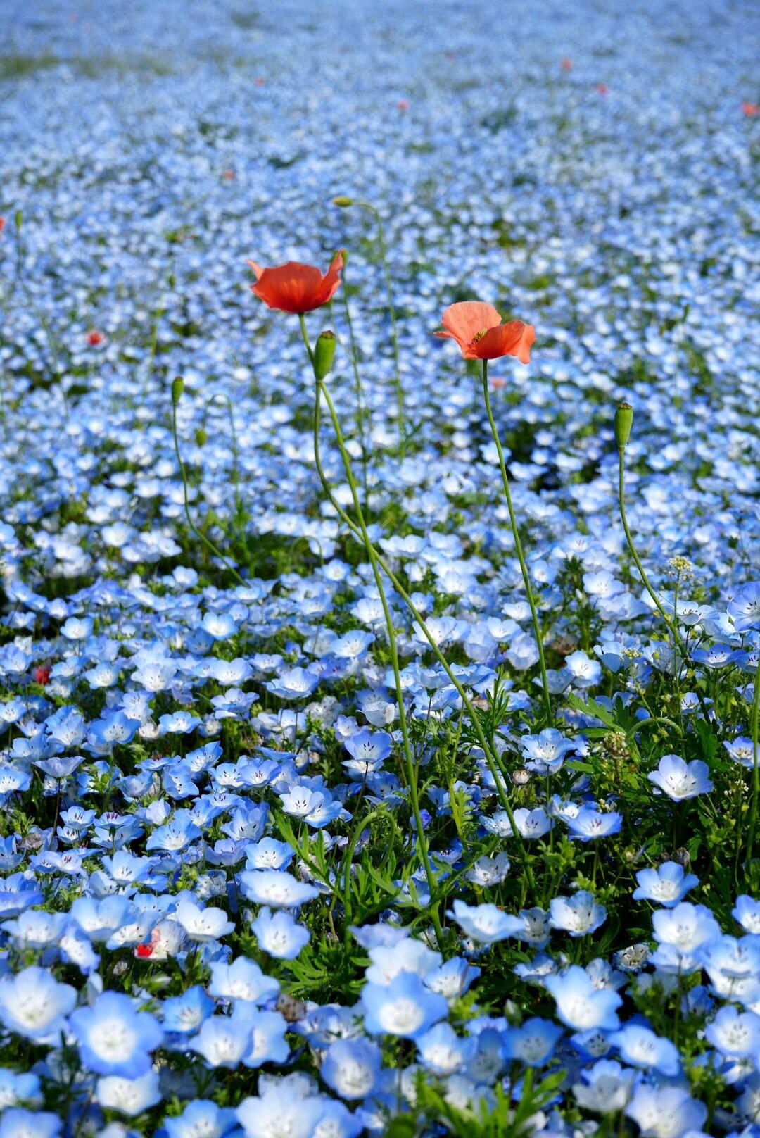 ネモフィラに会いに🤍 / jmamaさんのひたちなか市の活動データ | YAMAP / ヤマップ