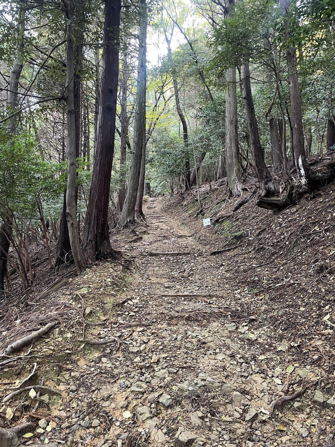珈琲飲みに 南宮山・象鼻山-2024-12-02 / 𖣰 coffee 𖠚𖠚さんの南宮山・象鼻山の活動データ | YAMAP / ヤマップ