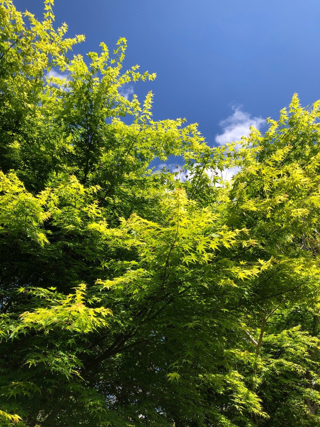 賤機山-2020-04-14久しぶり！！ / ude-kingさんの賤機山の活動データ | YAMAP / ヤマップ