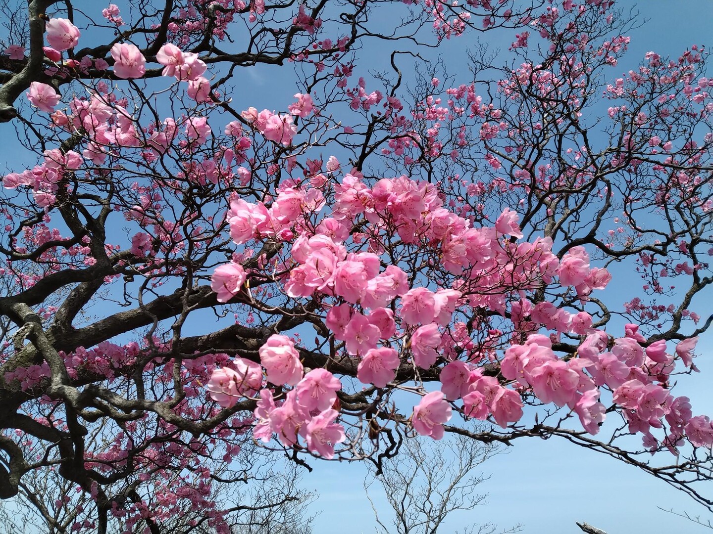 大崩山 / h.bloodさんの大崩山・五葉岳・新百姓山の活動データ | YAMAP / ヤマップ