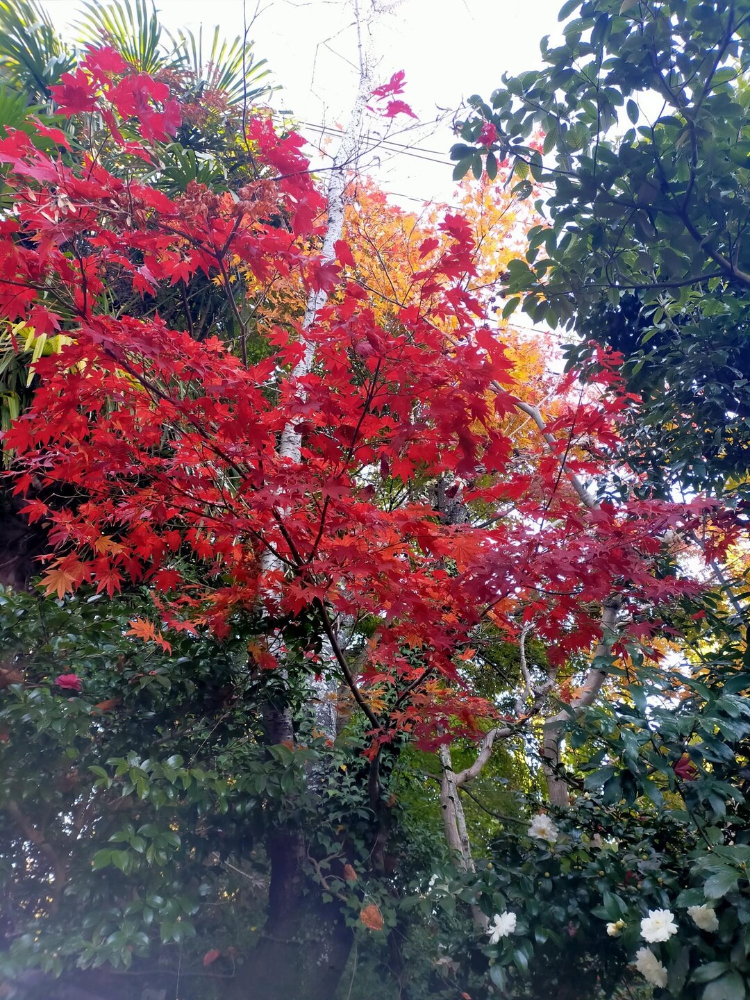 生駒山 / bunpakuさんの生駒山・神津嶽・大原山の活動データ | YAMAP / ヤマップ
