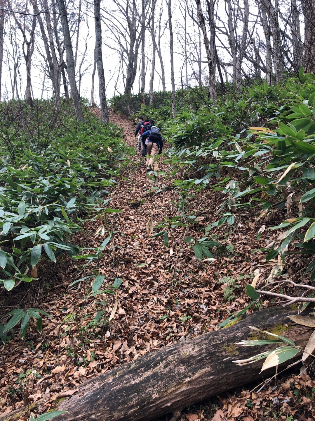 女亀山-2019-12-11 / ちえのまる🐾さんの女亀山の活動データ | YAMAP / ヤマップ