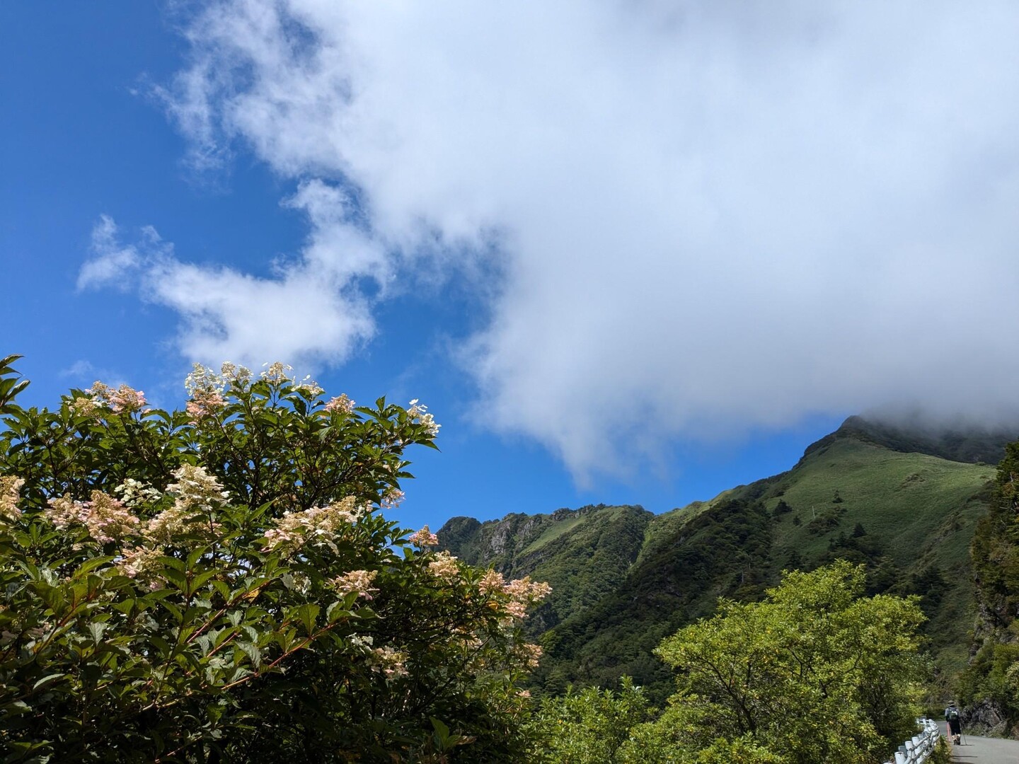 瓶ヶ森〜西黒森は笹祭り-2024-08-17 / Koro助さんの瓶ヶ森・伊予富士の活動日記 | YAMAP / ヤマップ