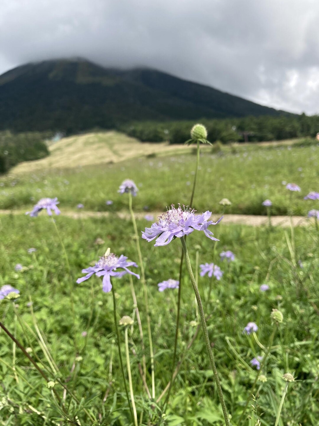 桝水高原にマツムシソウの花畑が広がってい... / fumiconさんのモーメント | YAMAP / ヤマップ
