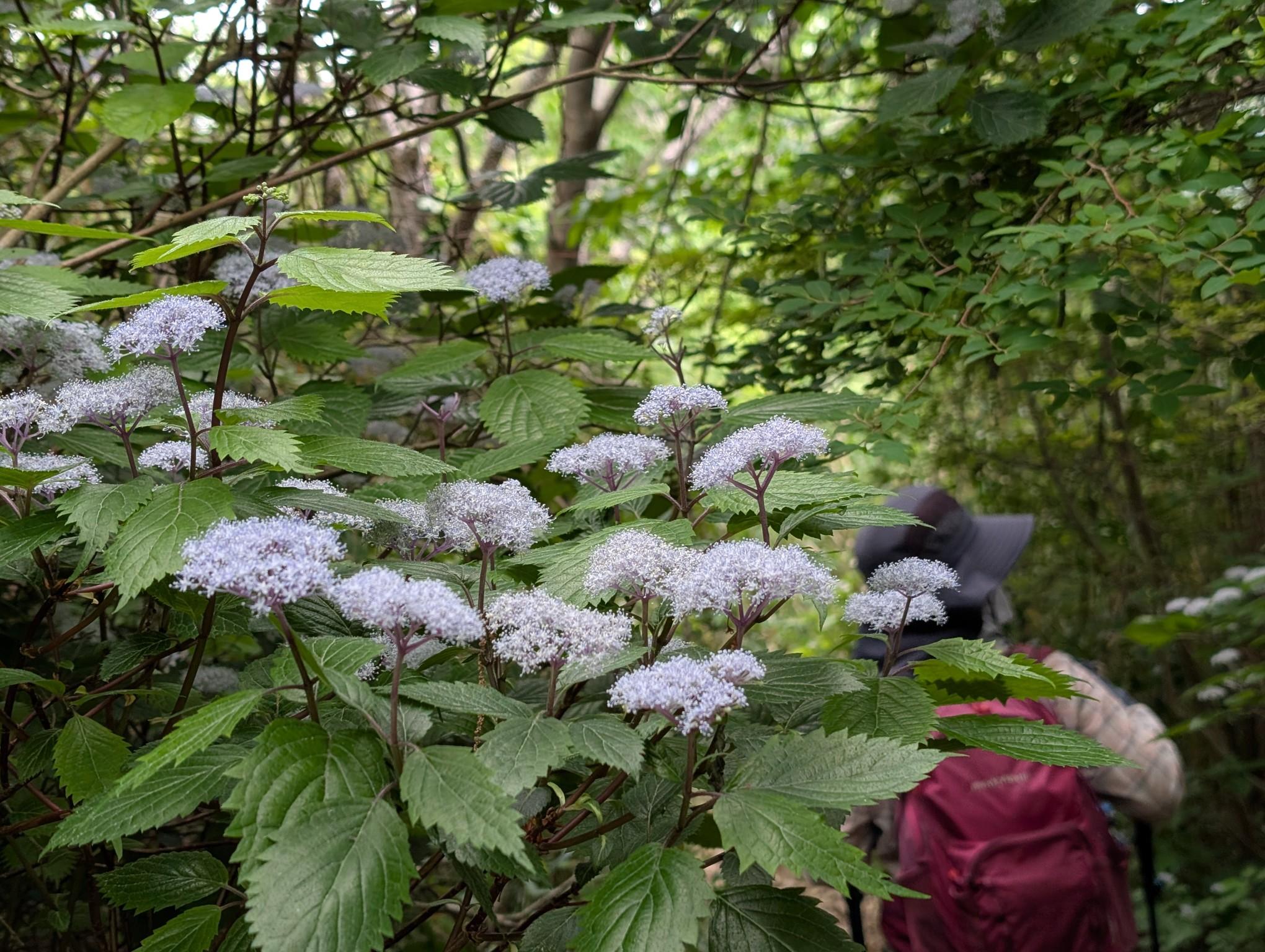 西お多福山・六甲山・後鉢巻山・蛇谷北山・東お多福山・ごろごろ岳・観音山・甲山 / keyさんの六甲山・長峰山・摩耶山の活動データ | YAMAP / ヤマップ