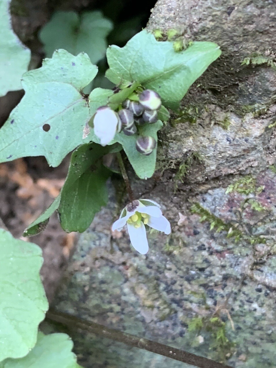 探し物はなんですか？ 見つけにくいもので... / Atto-Rieさんのモーメント | YAMAP / ヤマップ