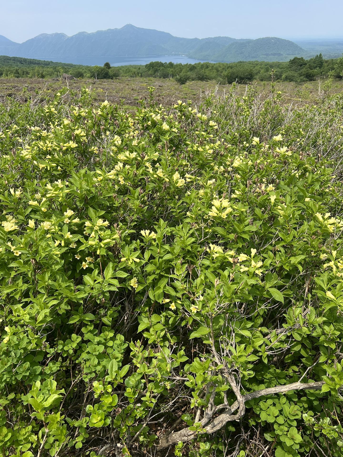 樽前山（東山）・北山（932峰） / KAOさんの樽前山・風不死岳の活動データ | YAMAP / ヤマップ