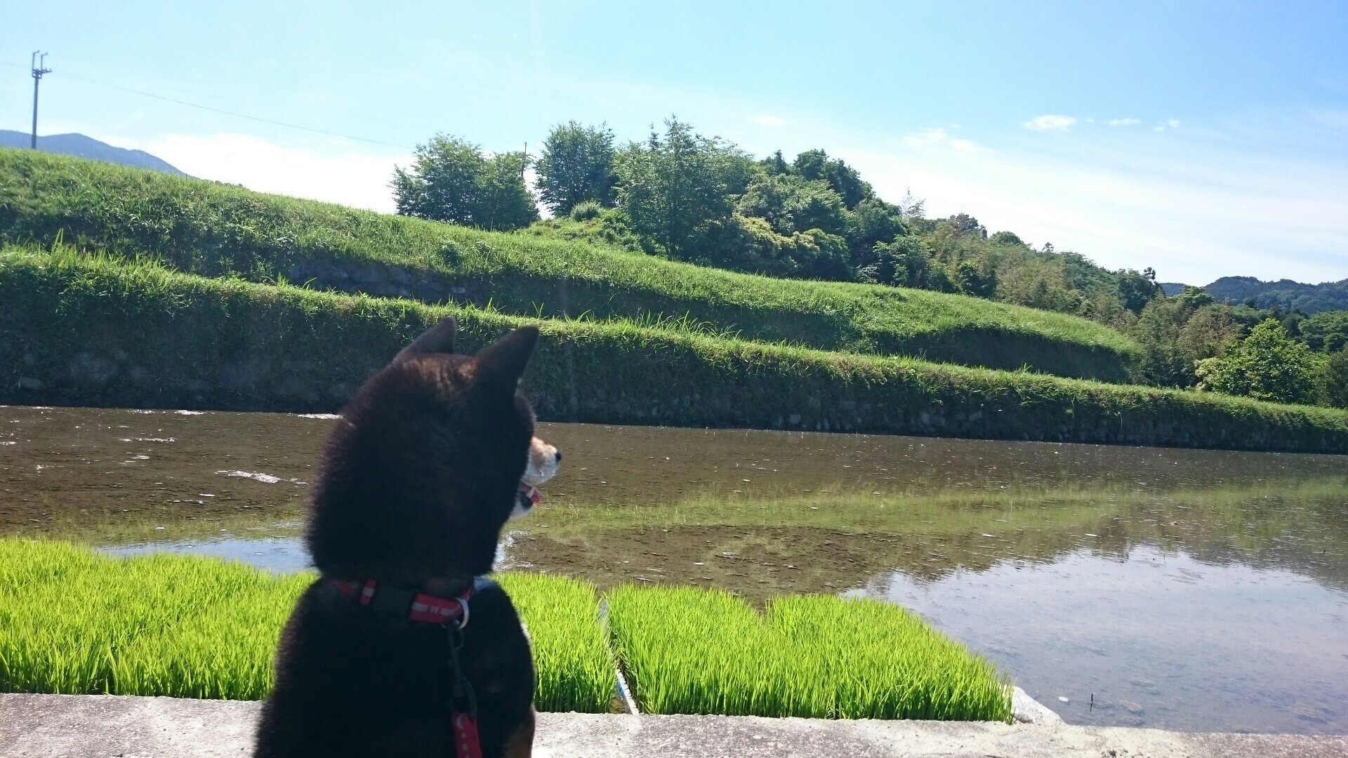 黒シバくん 原風景 日本の棚田百選 下赤坂👍 / やっさんさんの金剛山・二上山・大和葛城山の活動データ | YAMAP / ヤマップ