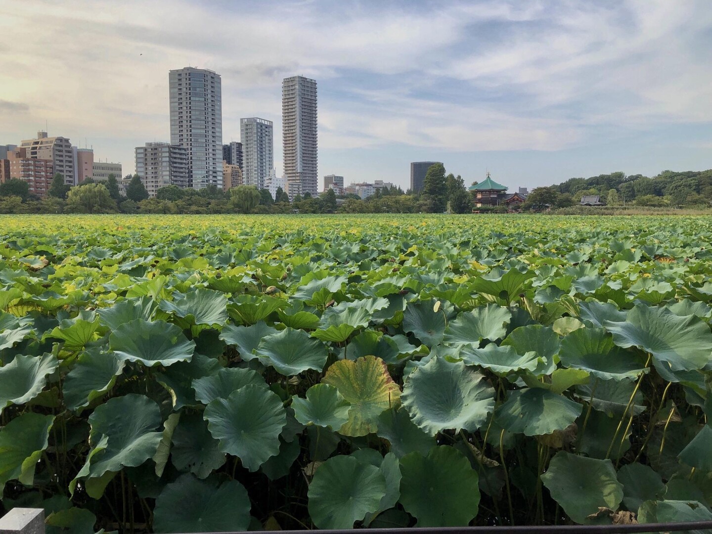 Ueno Slow jogging / Ascaさんの東京都23区 中央エリアの活動データ | YAMAP / ヤマップ