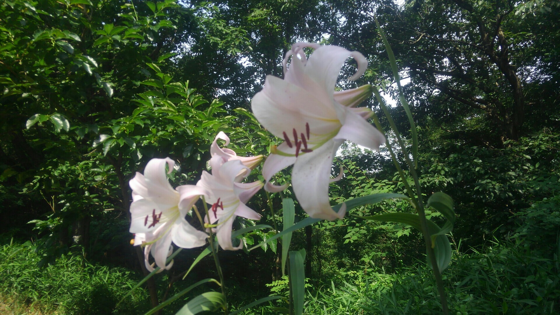 全てが新鮮、ささゆりの国見山＆交野山‼ / 赤い車P2さんの交野山・国見山の活動データ | YAMAP / ヤマップ