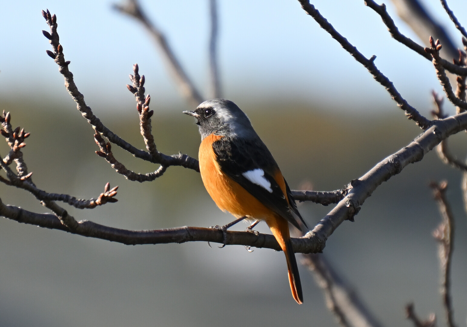 ようやく今季初ジョウビタキに遭遇しました... / にわとりさんのモーメント | YAMAP / ヤマップ