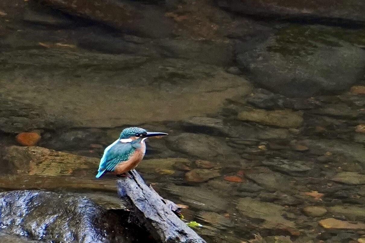 今週(8月9日、10日)のカワセミ・ヤマ... / yosi＆ryoさんのモーメント | YAMAP / ヤマップ