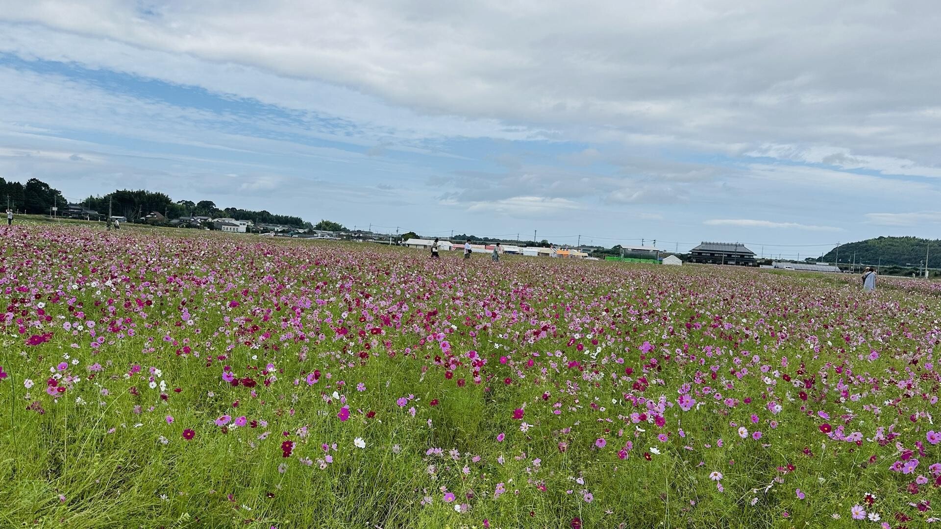 三光コスモス園行って来ました。 昨日の雨... / Haroldさんのモーメント | YAMAP / ヤマップ
