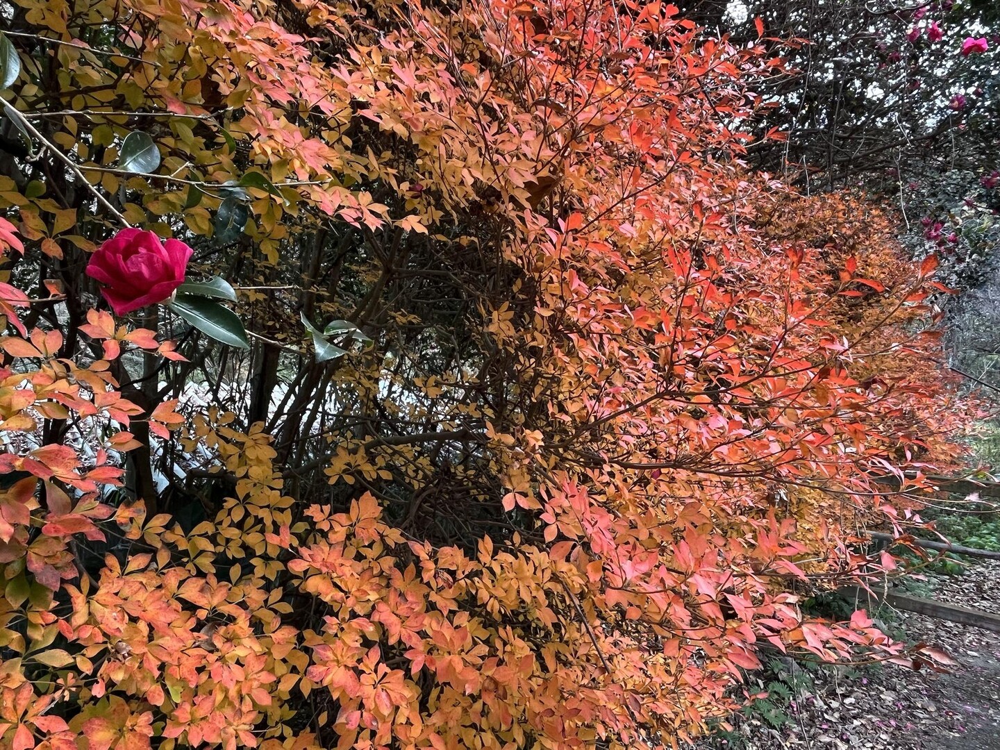 フォト散歩🚶 目についたもの 何気... / hideさんのモーメント | YAMAP / ヤマップ