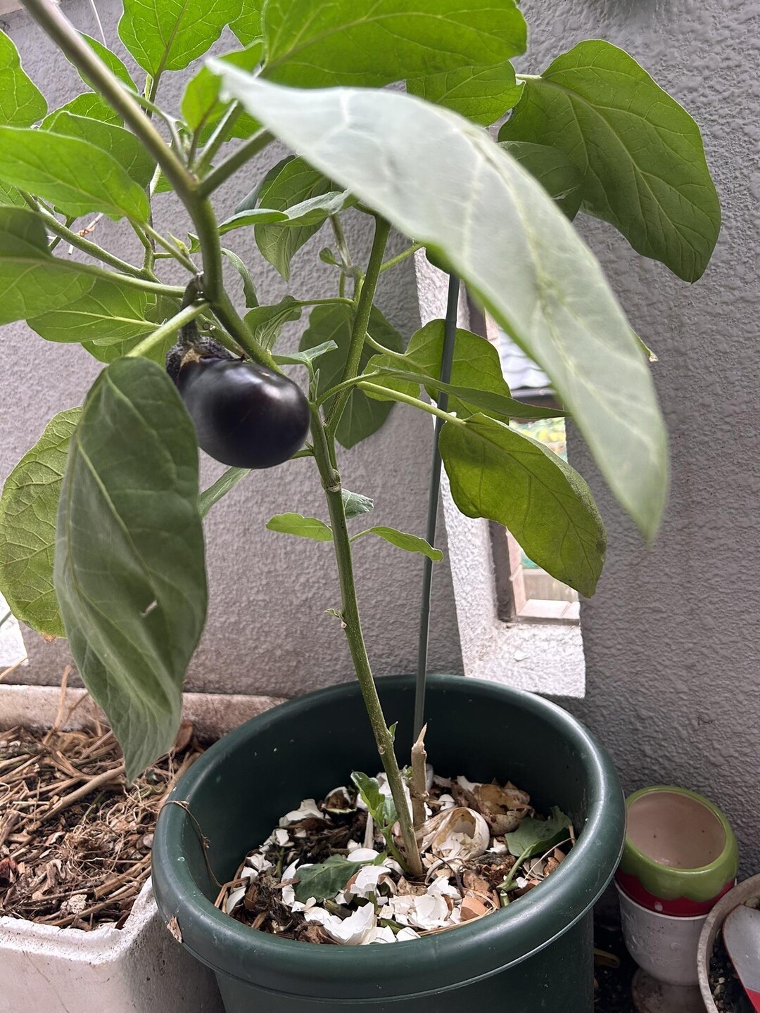 隊長😂😂😂の4コマ漫画 家庭菜園観... / 隊長😂😂😂さんのモーメント | YAMAP / ヤマップ