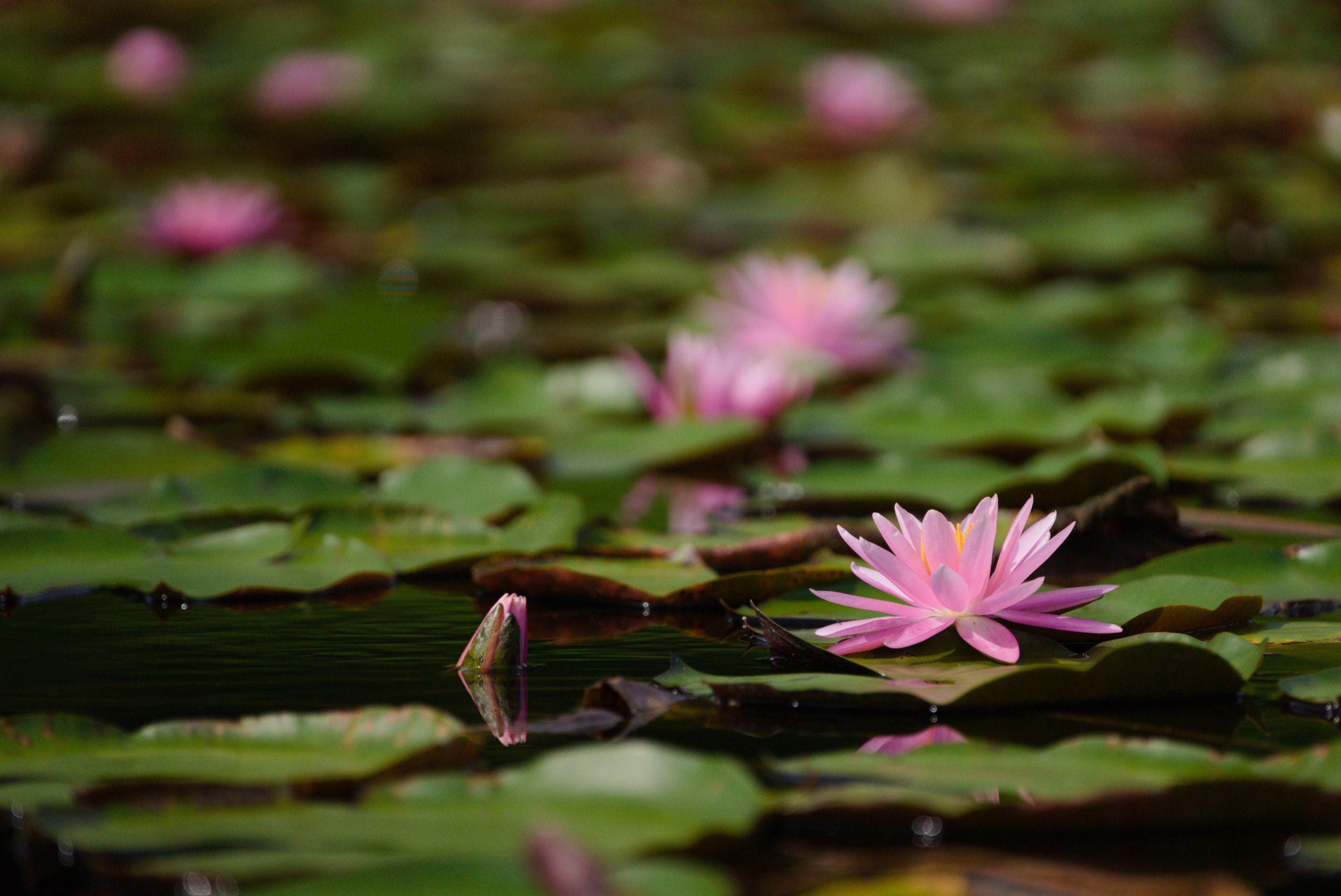 活動日記（https://yamap.c... / ヤマさんさんのモーメント | YAMAP / ヤマップ