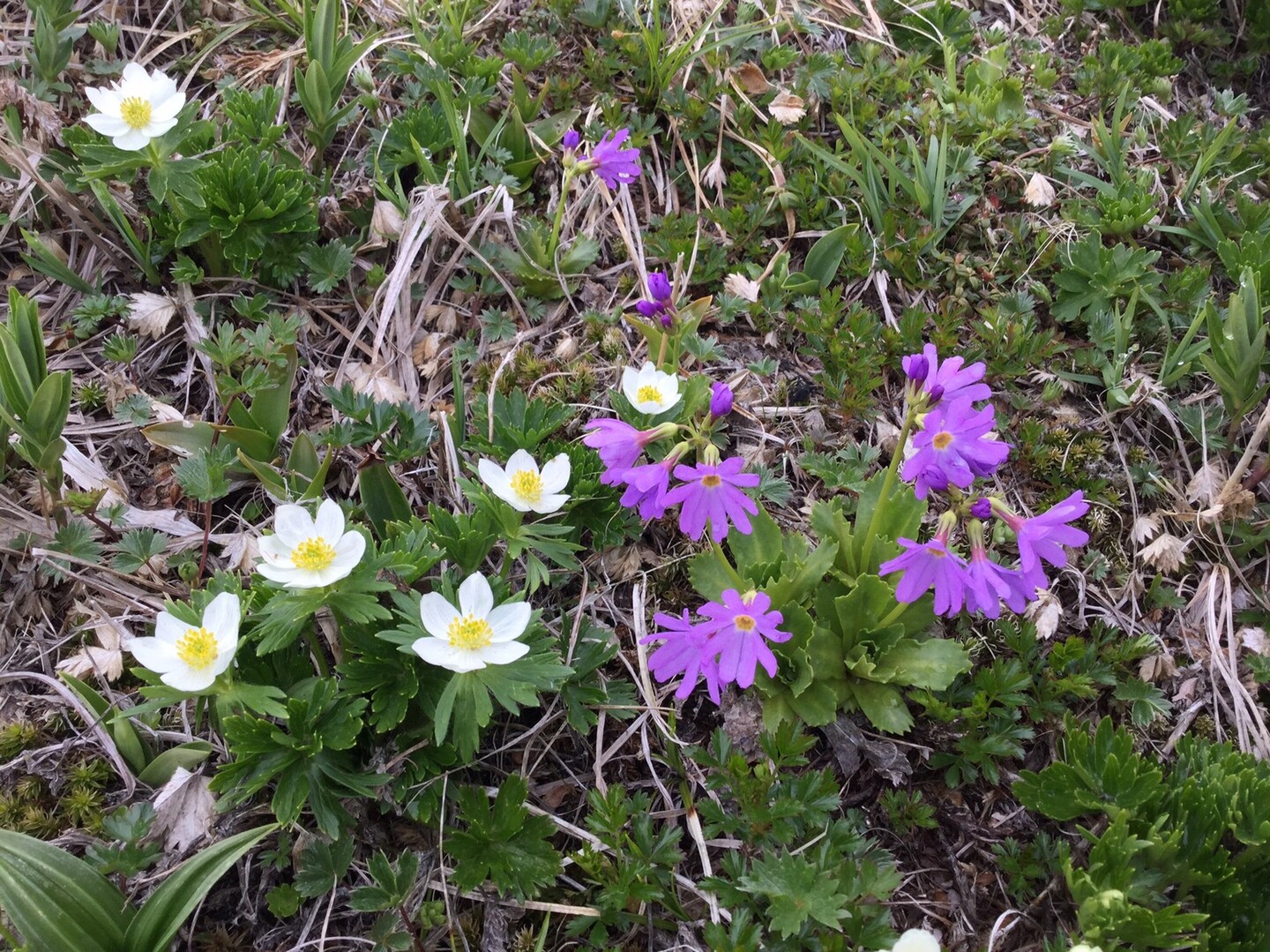 ハクサンイチゲ咲く平標山〜仙ノ倉山 / バツこさんの仙ノ倉山・平標山・大源太山の活動データ | YAMAP / ヤマップ