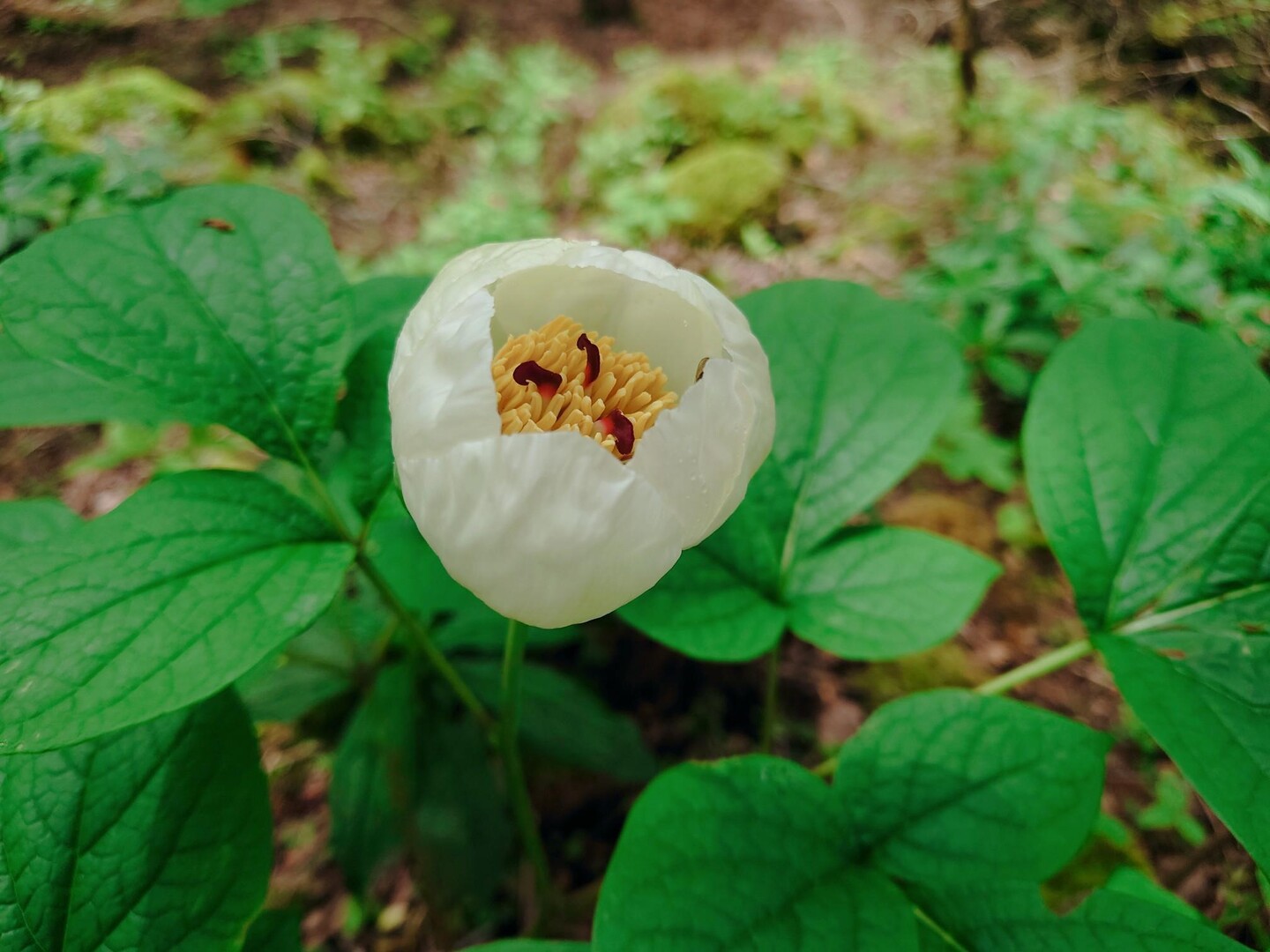 仰烏帽子山・兎群石山⛰️ / mozuさんの仰烏帽子山の活動データ | YAMAP / ヤマップ