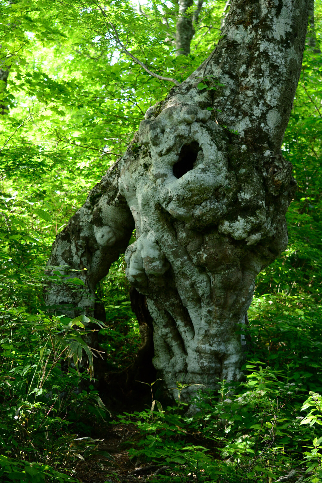 荒島岳 勝原コースピストン / Tai Konさんの荒島岳の活動データ | YAMAP / ヤマップ