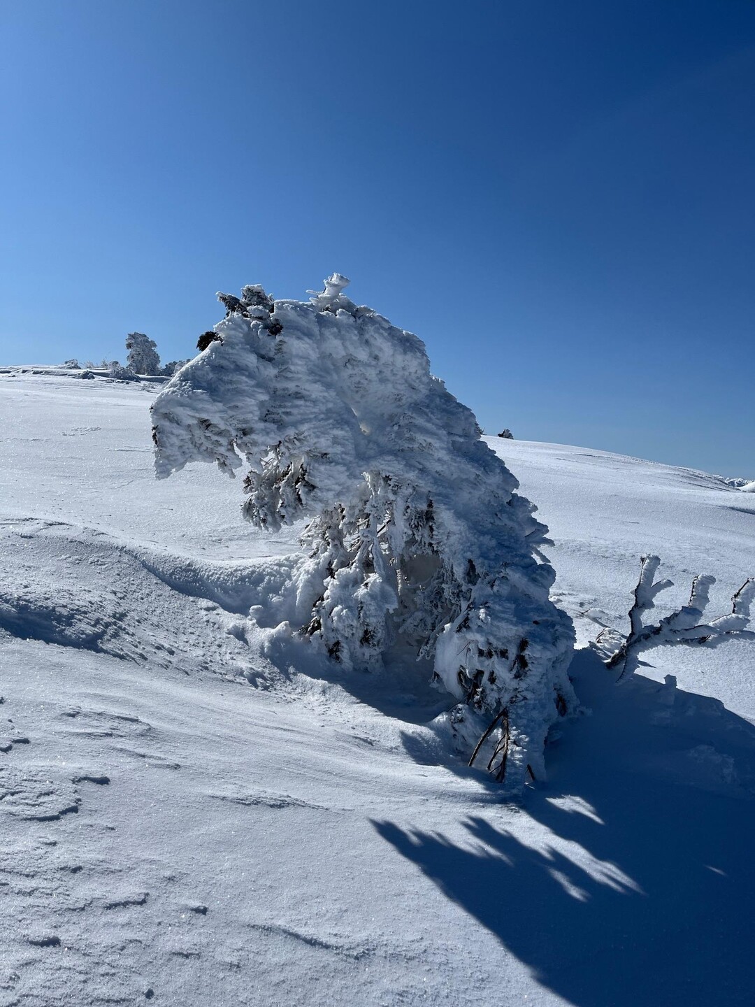 奥金剛 トレース無いけど行くwa / KIYOさんの金剛堂山の活動データ | YAMAP / ヤマップ
