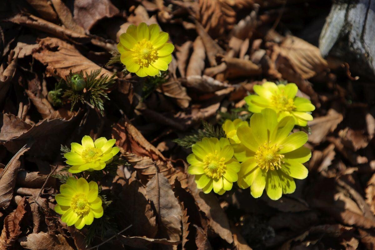 仰烏帽子山 / toshil-_-lさんの仰烏帽子山の活動データ | YAMAP / ヤマップ