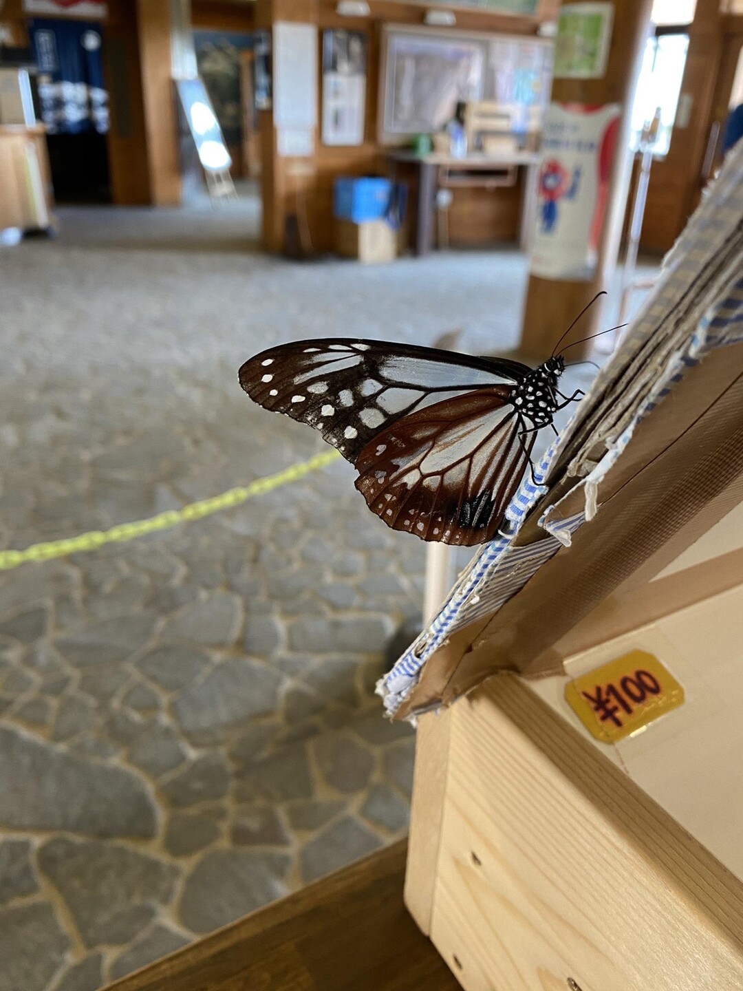 白山室堂、今日もアサギマダラたくさん♡ / エリザベスさんのモーメント | YAMAP / ヤマップ