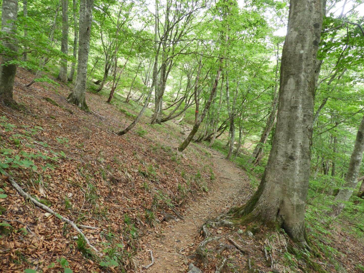 武奈ヶ岳、初めて琵琶湖側から… / hikaさんの比良山地・武奈ヶ岳・釈迦岳の活動日記 | YAMAP / ヤマップ