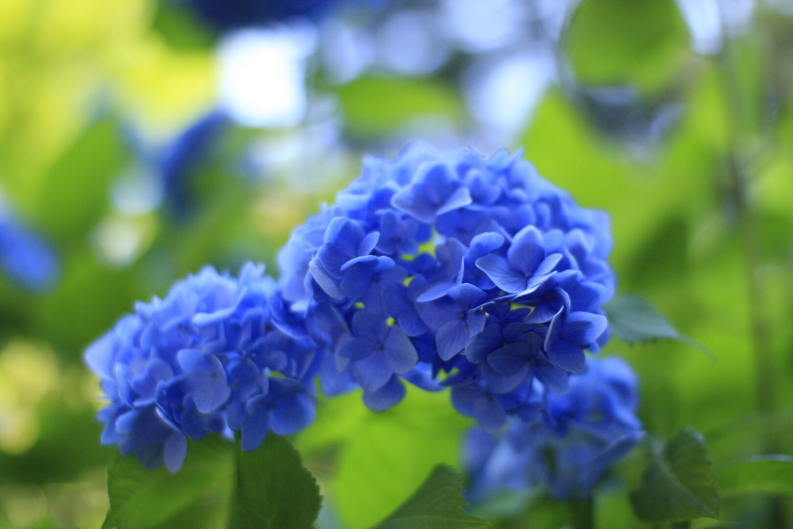 紫陽花を求め鎌倉散歩と江ノ島の夕暮れ(^o^) / Active仙人さんの鎌倉市の活動日記 | YAMAP / ヤマップ