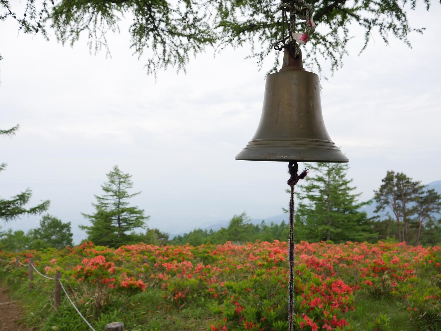 レンゲツツジを見たい 甘利山。 / syorinさんの鳳凰山・地蔵岳・観音岳・薬師岳の活動データ | YAMAP / ヤマップ