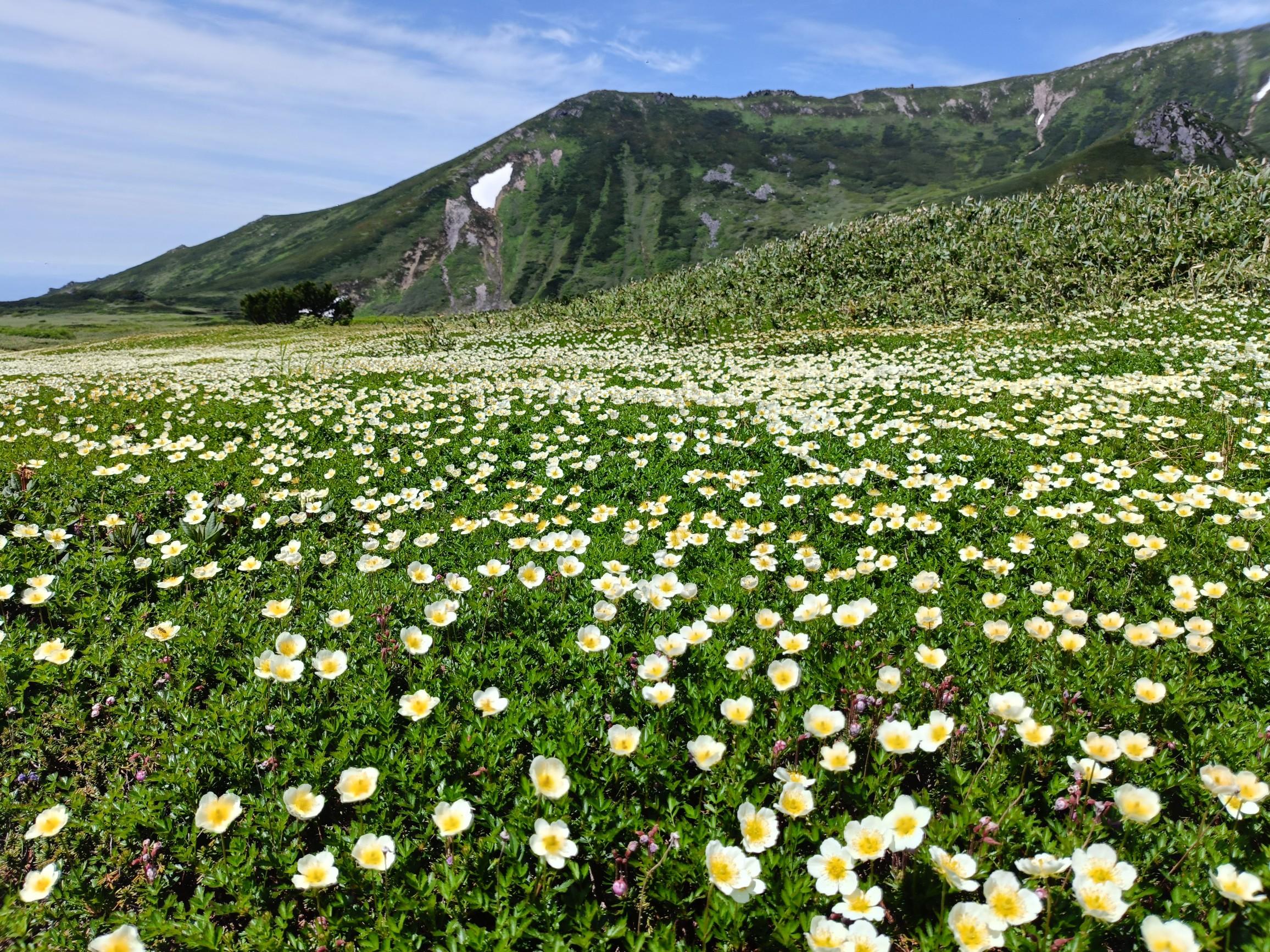 家族で裾合平 / A次郎さんの大雪山系・旭岳・トムラウシの活動データ | YAMAP / ヤマップ