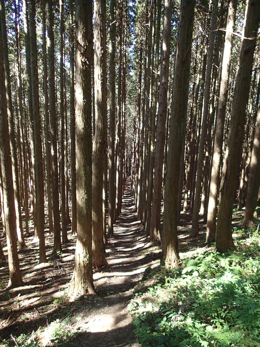 作礼山 / Bob G3さんの作礼山の活動データ | YAMAP / ヤマップ